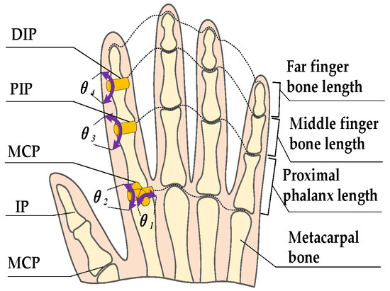 Finger Multi-Joint Trajectory Measurement and Kinematics Analysis Based ...