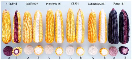 Combining Ability and Heterosis for Agronomic Traits, Husk and Cob ...