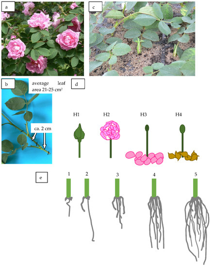 The Pivotal Role of Phenological Stages Enhanced by Plant Origin ...