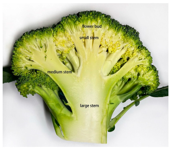 Design of and Experiment with Secondary Cutting Equipment for Broccoli