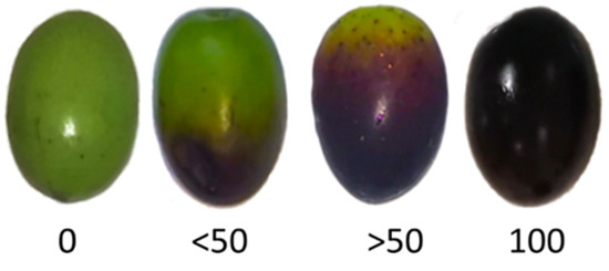 Effect of Ripening on the Phenolic and Sugar Contents in the Meso- and ...