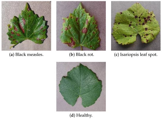 Multiclass Classification of Grape Diseases Using Deep Artificial Intelligence