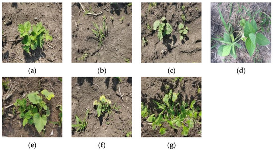Weed Identification in Soybean Seedling Stage Based on Optimized Faster R-CNN Algorithm