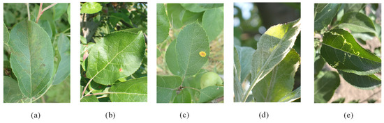 A High-Precision Detection Method of Apple Leaf Diseases Using Improved ...