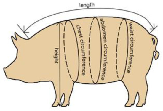Live Pig-Weight Learning and Prediction Method Based on a Multilayer ...