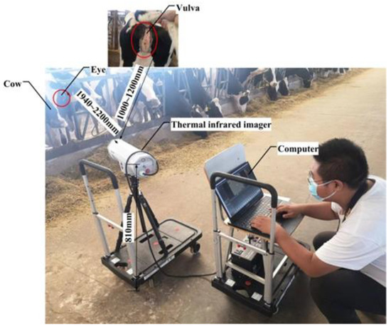 A Non-Contact Cow Estrus Monitoring Method Based on the Thermal ...