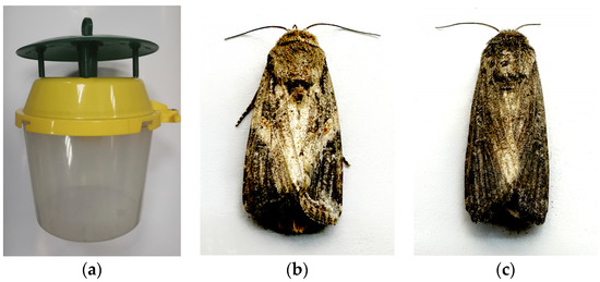Development of a Low-Power Automatic Monitoring System for Spodoptera ...