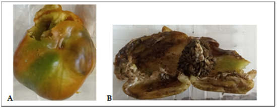 Occurrence and Damage Levels of Thaumatotibia leucotreta on Capsicum in ...