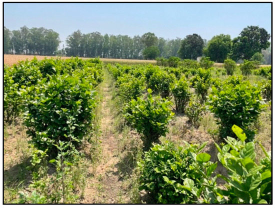Innovative Design of an Experimental Jasmine Flower Automated Picker ...