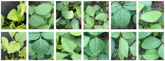 Target Soybean Leaf Segmentation Model Based on Leaf Localization and Guided Segmentation