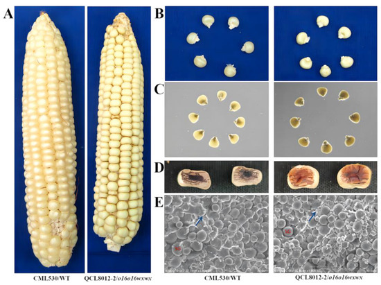 RNA-Seq Revealed the Molecular Mechanism of Nutritional Quality ...