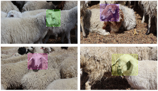 Lightweight Small-Tailed Han Sheep Facial Recognition Based on Improved ...