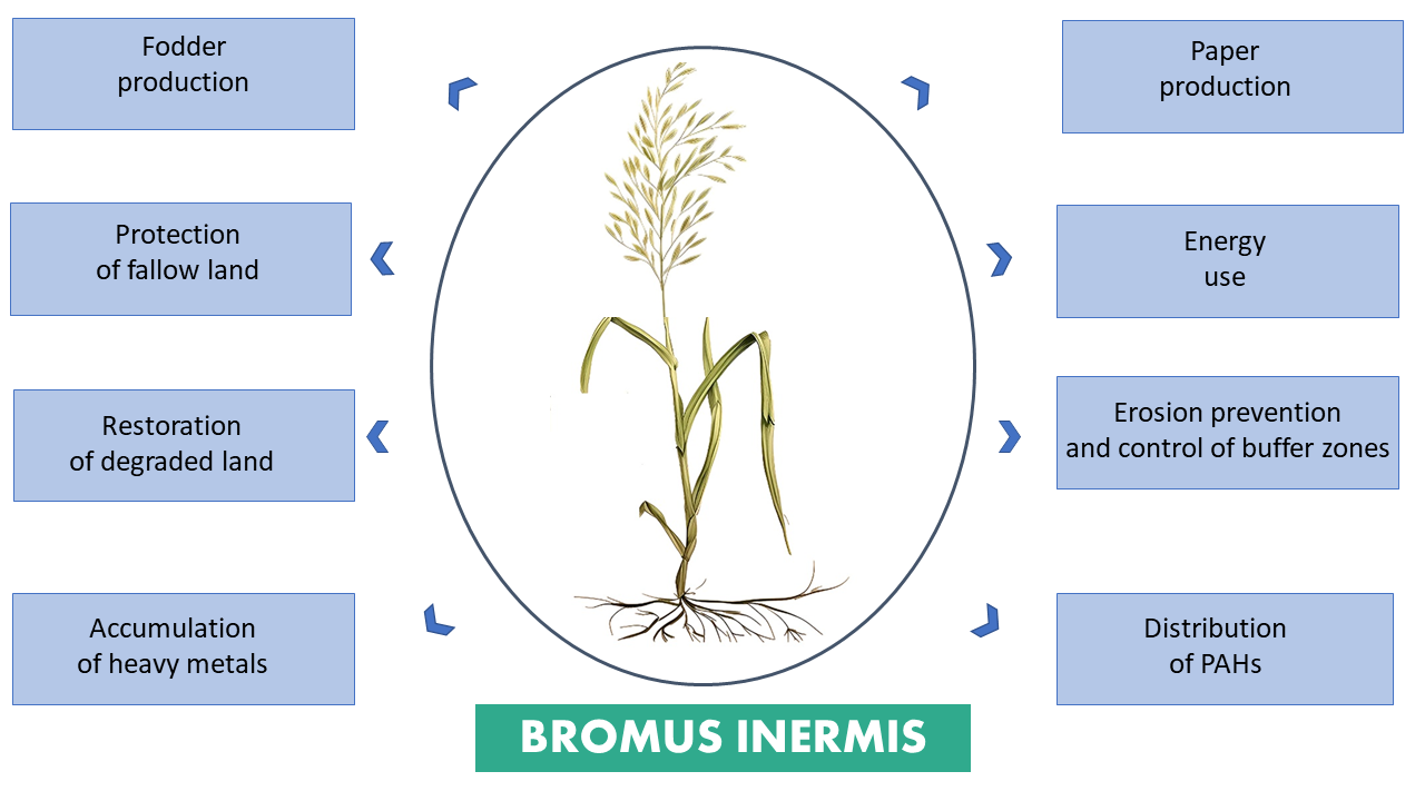 Agriculture | Free Full-Text | Smooth Brome (Bromus inermis L.)—A ...