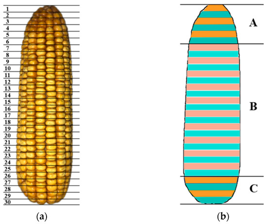 Research on the Detection Method of the Threshing Rate of Corn Ears ...