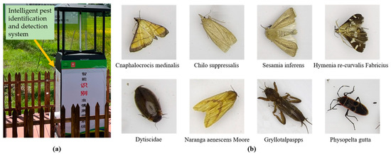 A Lightweight Rice Pest Detection Algorithm Using Improved Attention Mechanism and YOLOv8