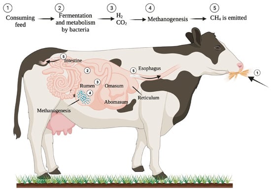 Advancements in Real-Time Monitoring of Enteric Methane Emissions from ...