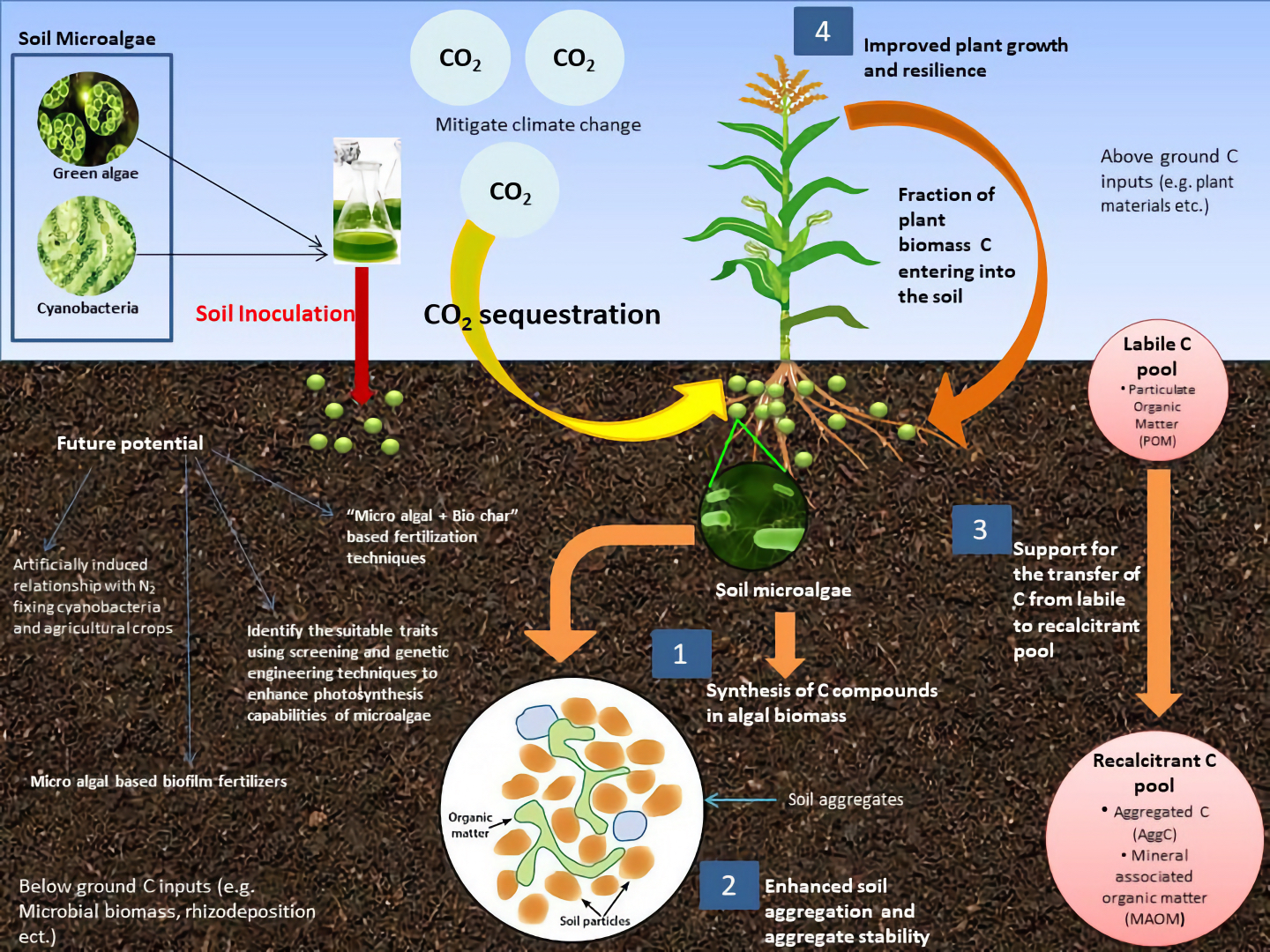 Unveiling the Role of Edaphic Microalgae in Soil Carbon Sequestration: Potential for ...