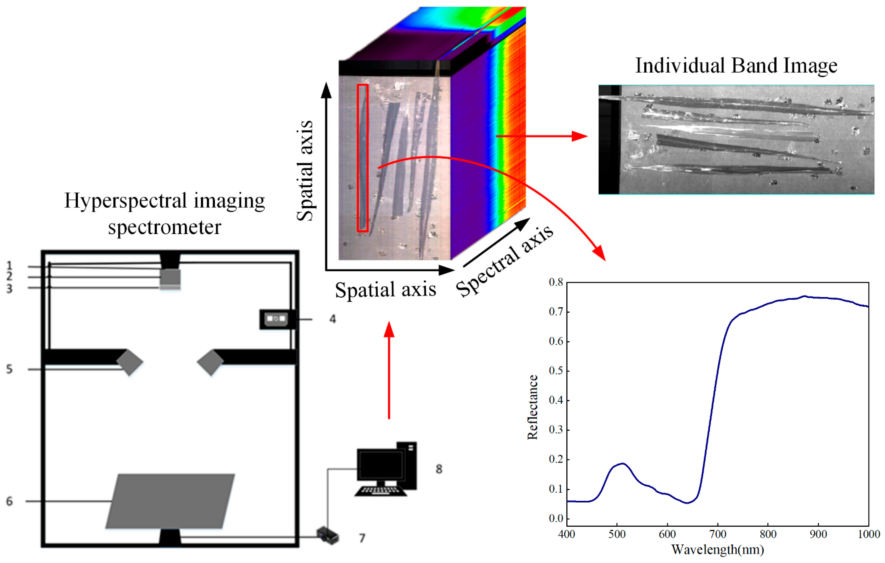 Hyperspectral Imaging Combined with a Dual-Channel Feature Fusion Model ...