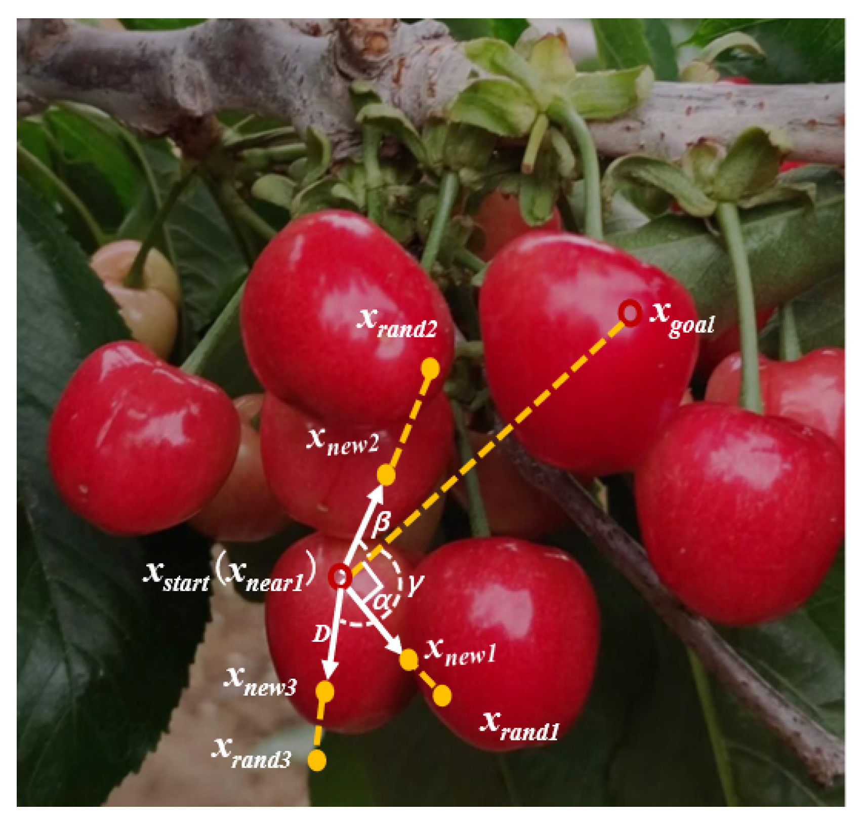 Multi-Strategy Fusion RRT-Based Algorithm for Optimizing Path Planning in Continuous Cherry Picking