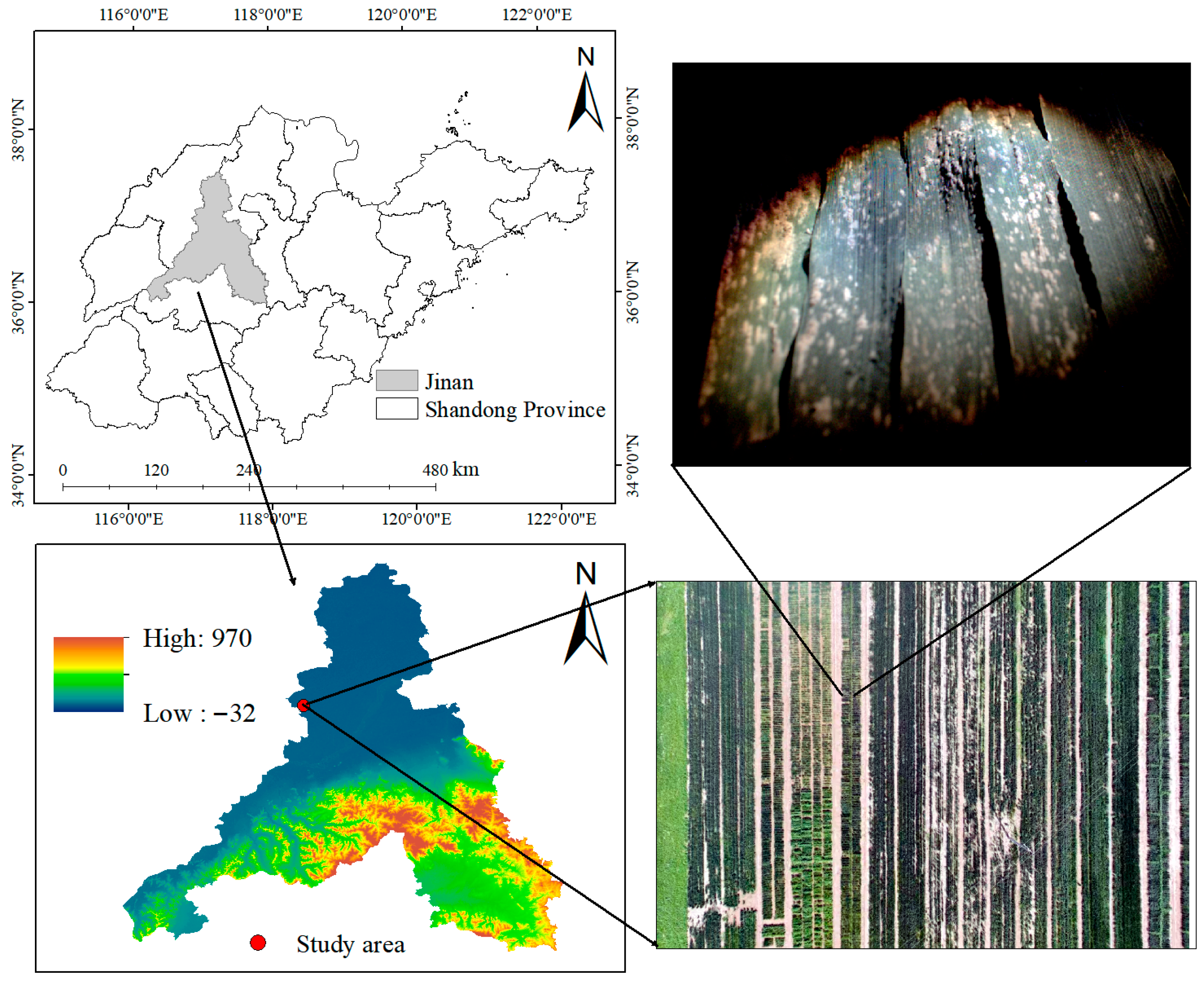 Detection of Wheat Powdery Mildew by Combined MVO_RF and Polarized ...