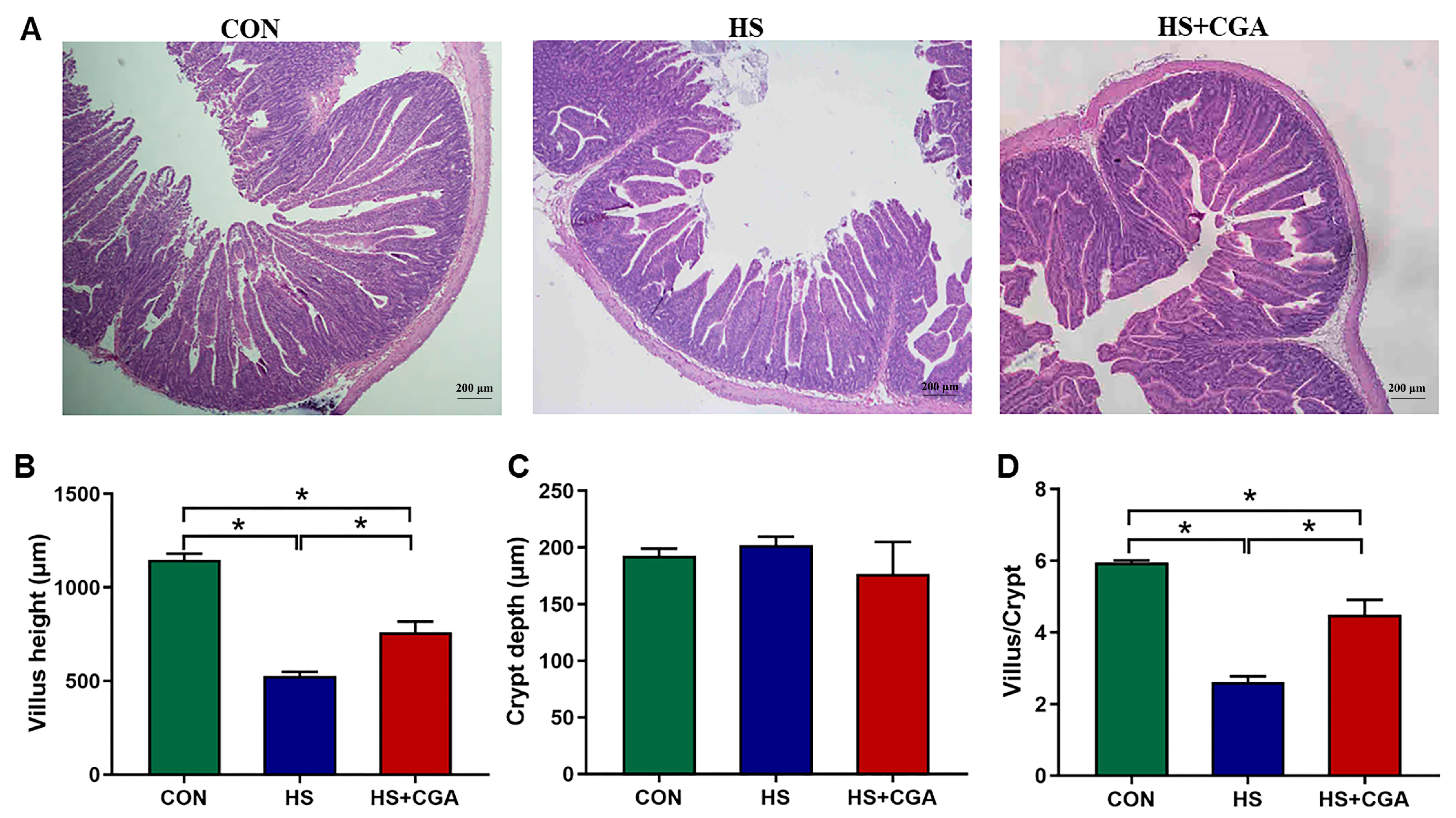 Chlorogenic Acid Protects Intestinal Barrier via Enhancing ...