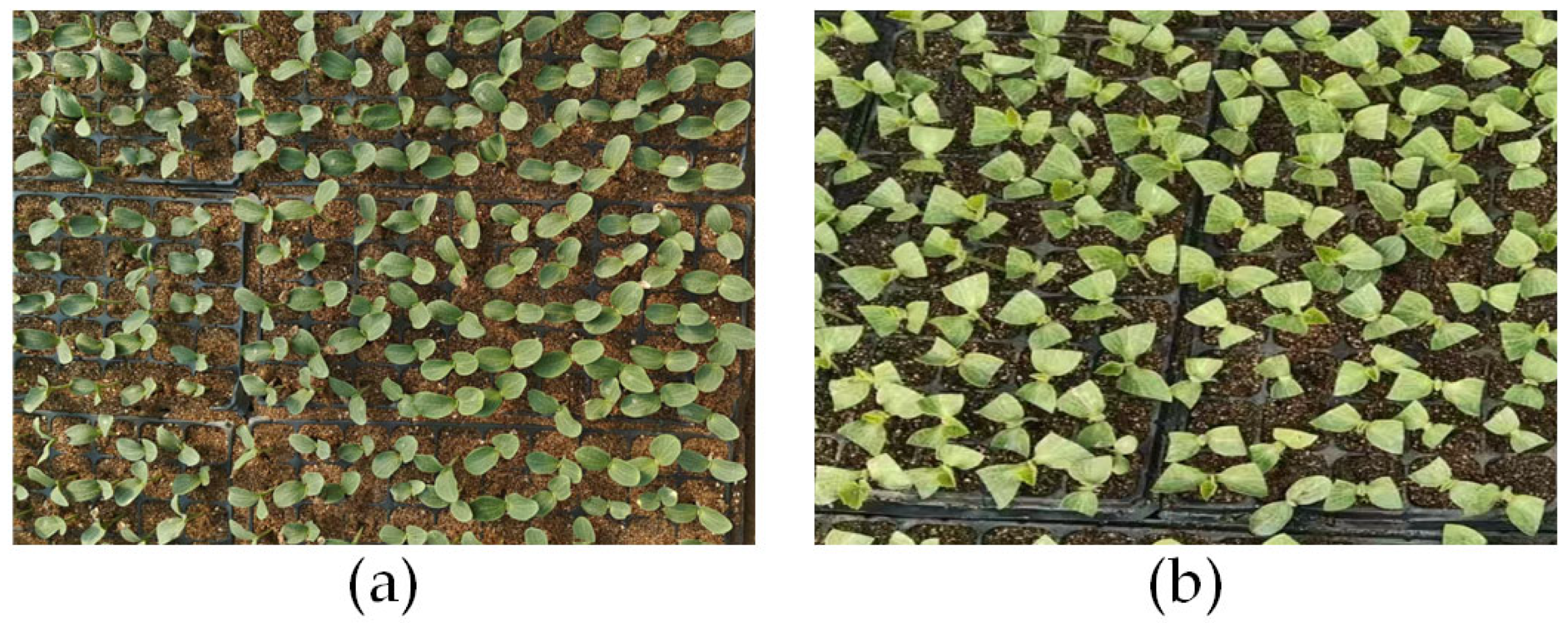 Pumpkin Seedling Leaf Vein Extraction System Based on Deep Learning and ...