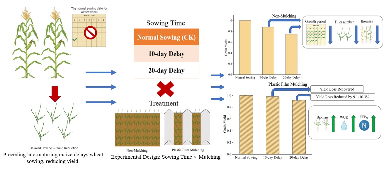 Film Mulching Mitigates Yield Loss by Enhancing Growth and Nitrogen ...