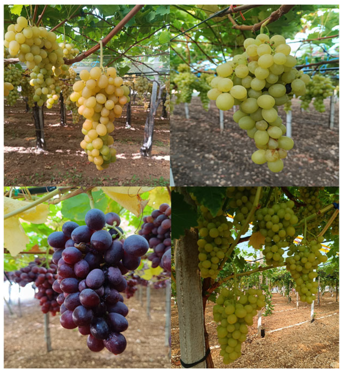 Farmer-Friendly Approach for Table Grape Bunch Detection Using the ...
