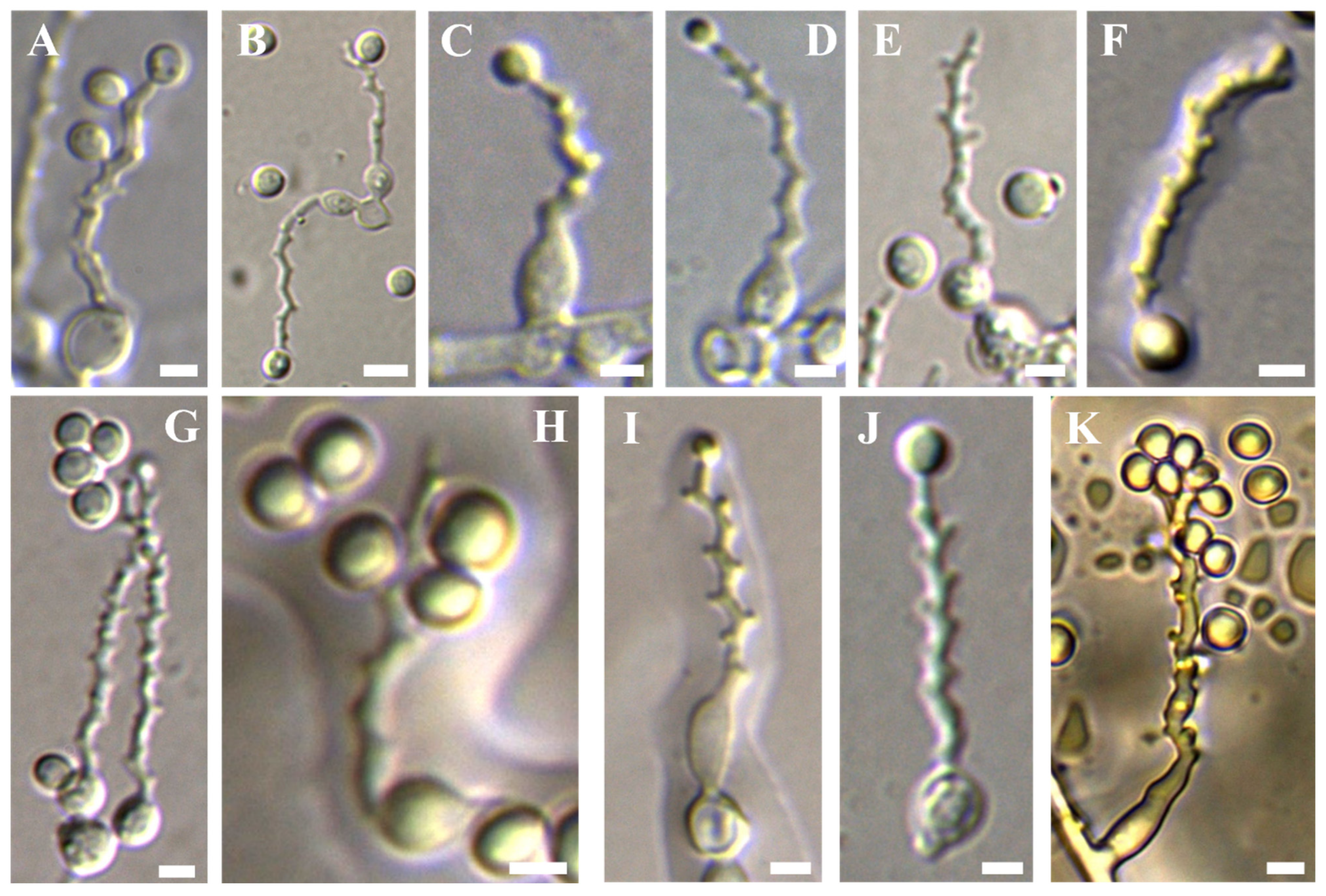 Screening of High-Virulence and High-Yield Beauveria bassiana Strains ...