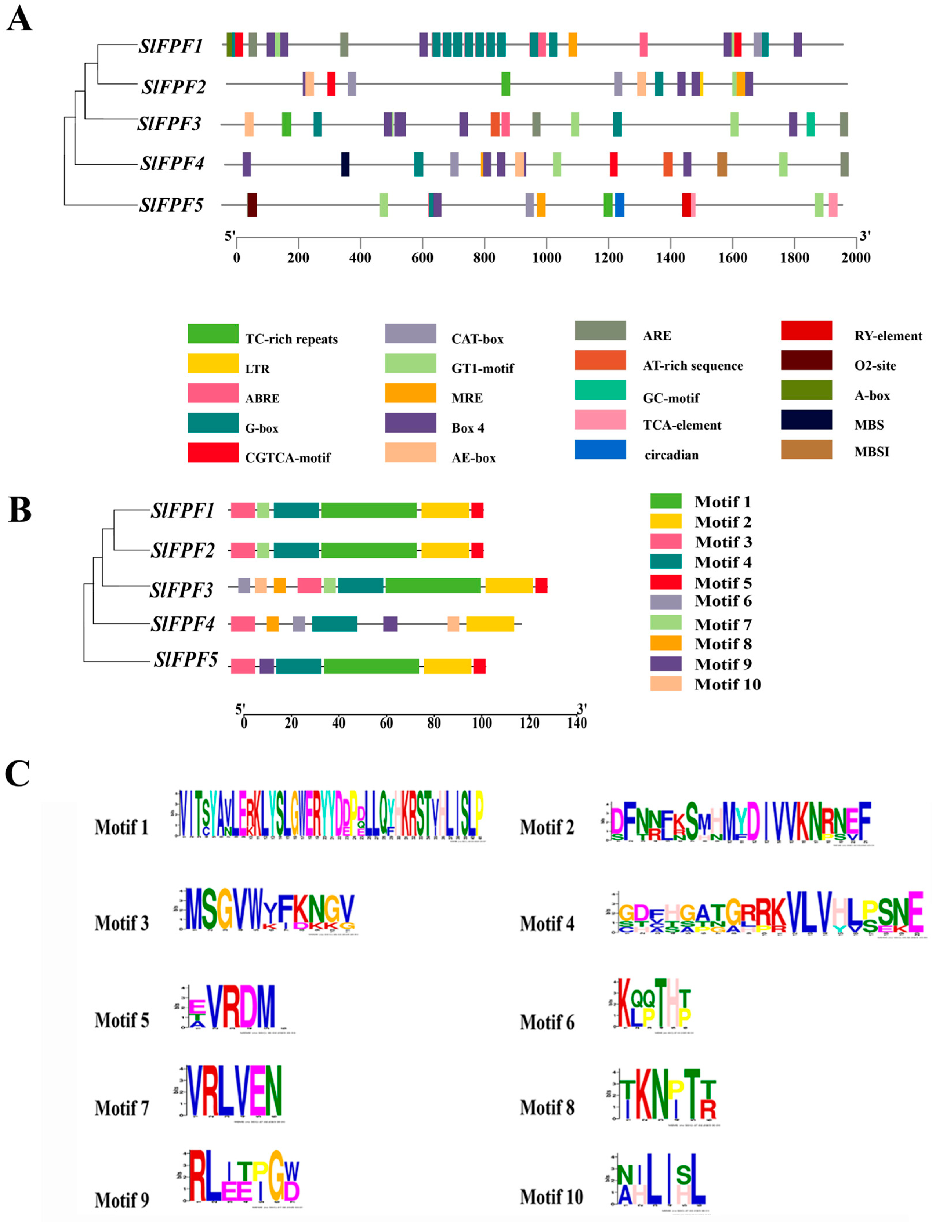 The FPF Gene Family in Tomato: Genome-Wide Identification and the Role ...