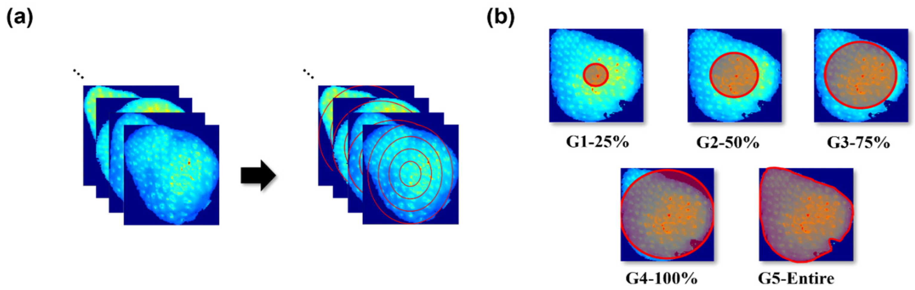 Region-Based Hyperspectral Imaging and Lightweight CNN Model for ...