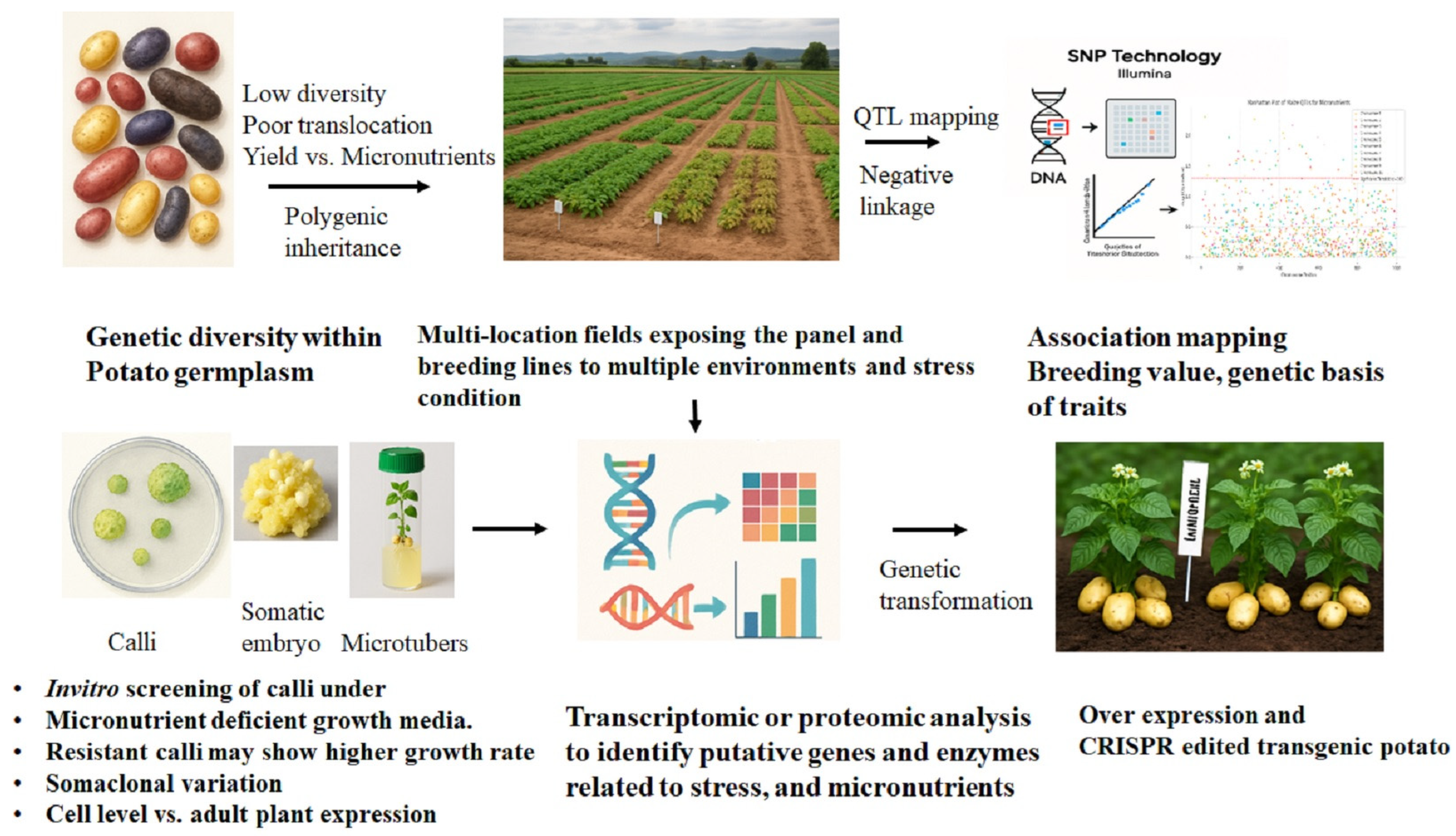 Future Food: The Possible Impact of Potato Biofortification on Climate ...