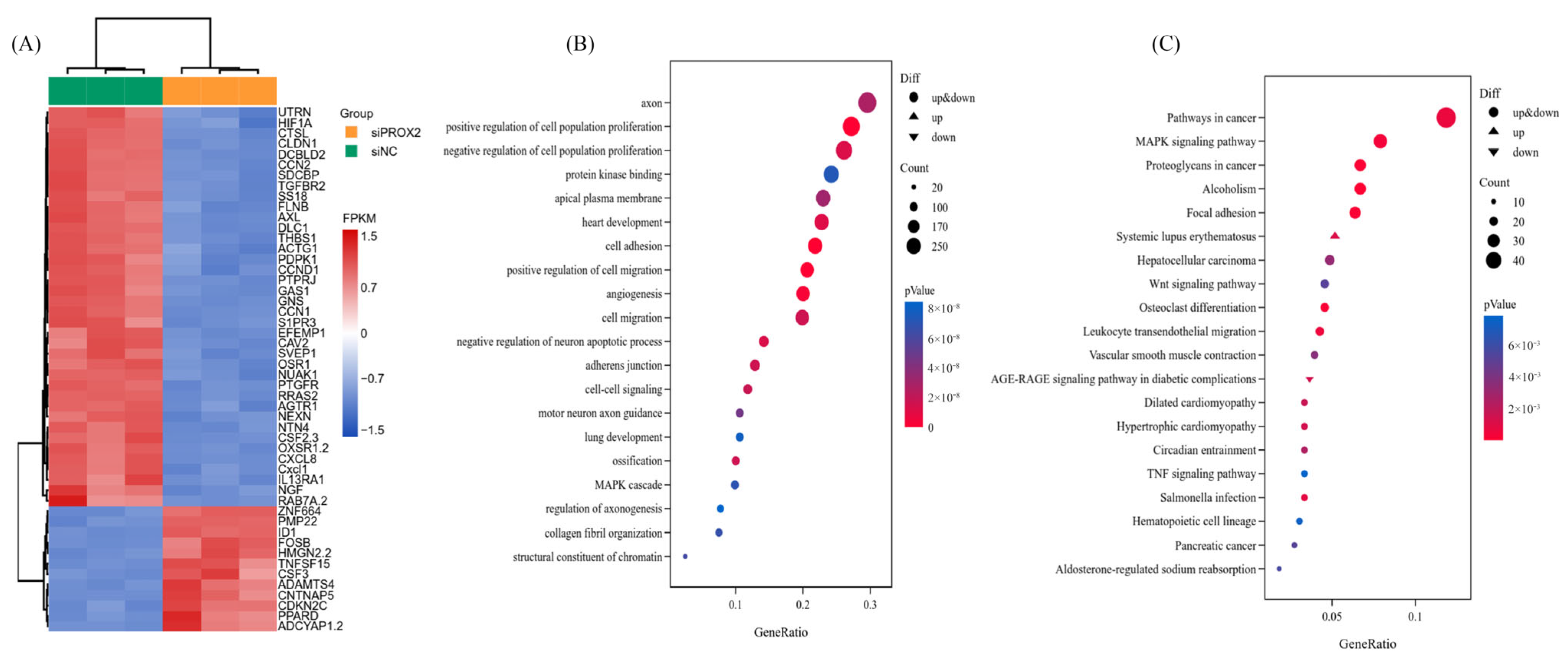 Combined-Population GWAS Identifies PROX2 as a Candidate Gene ...