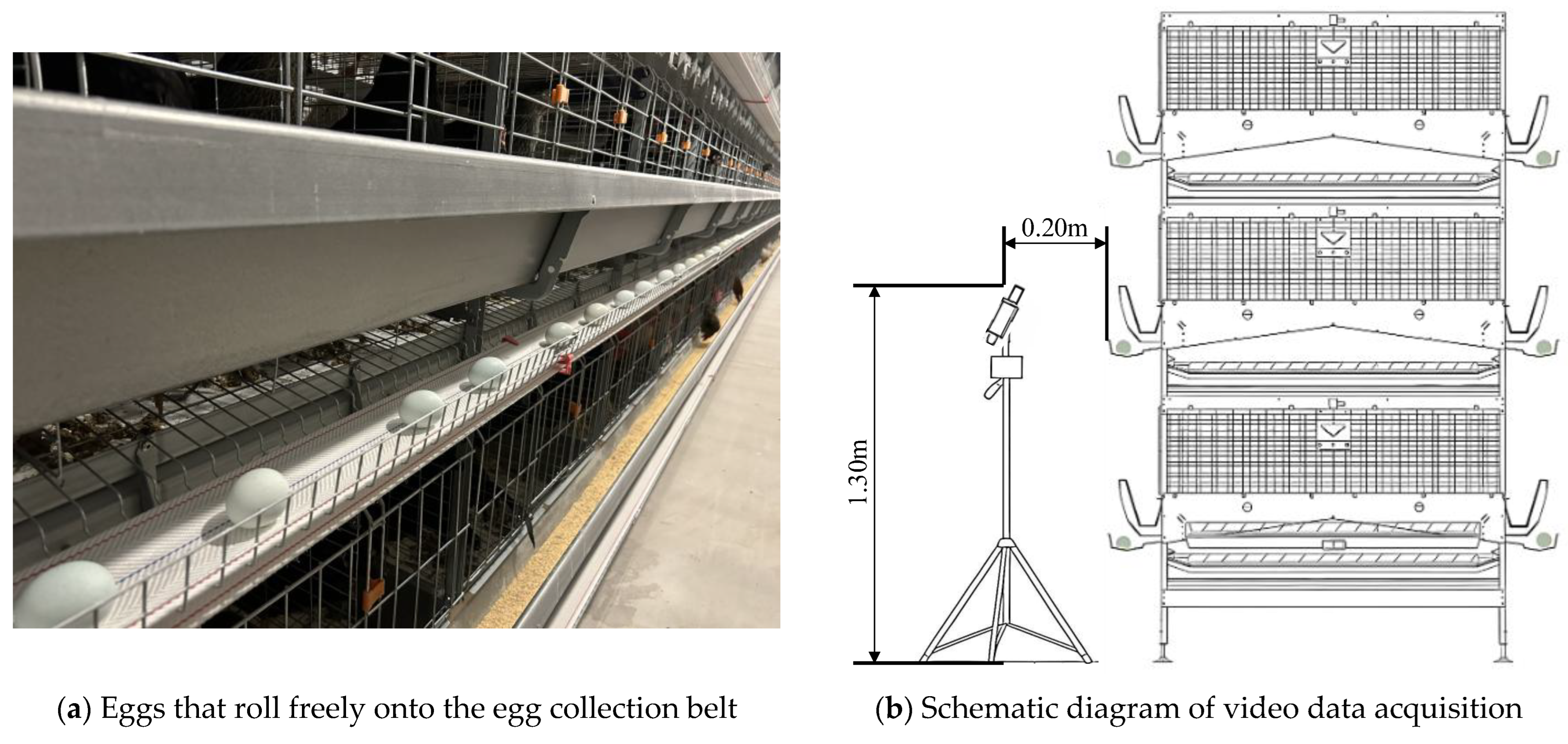 Measurement Method for the Egg Shape Index of Breeding Egg Based on a ...
