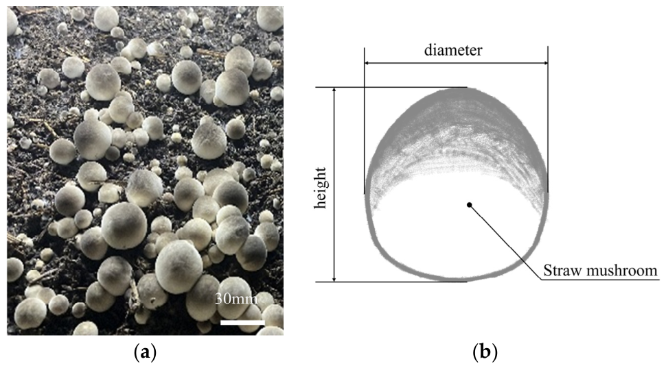 Design and Experimental Analysis of a Volvariella volvacea Picking Machine