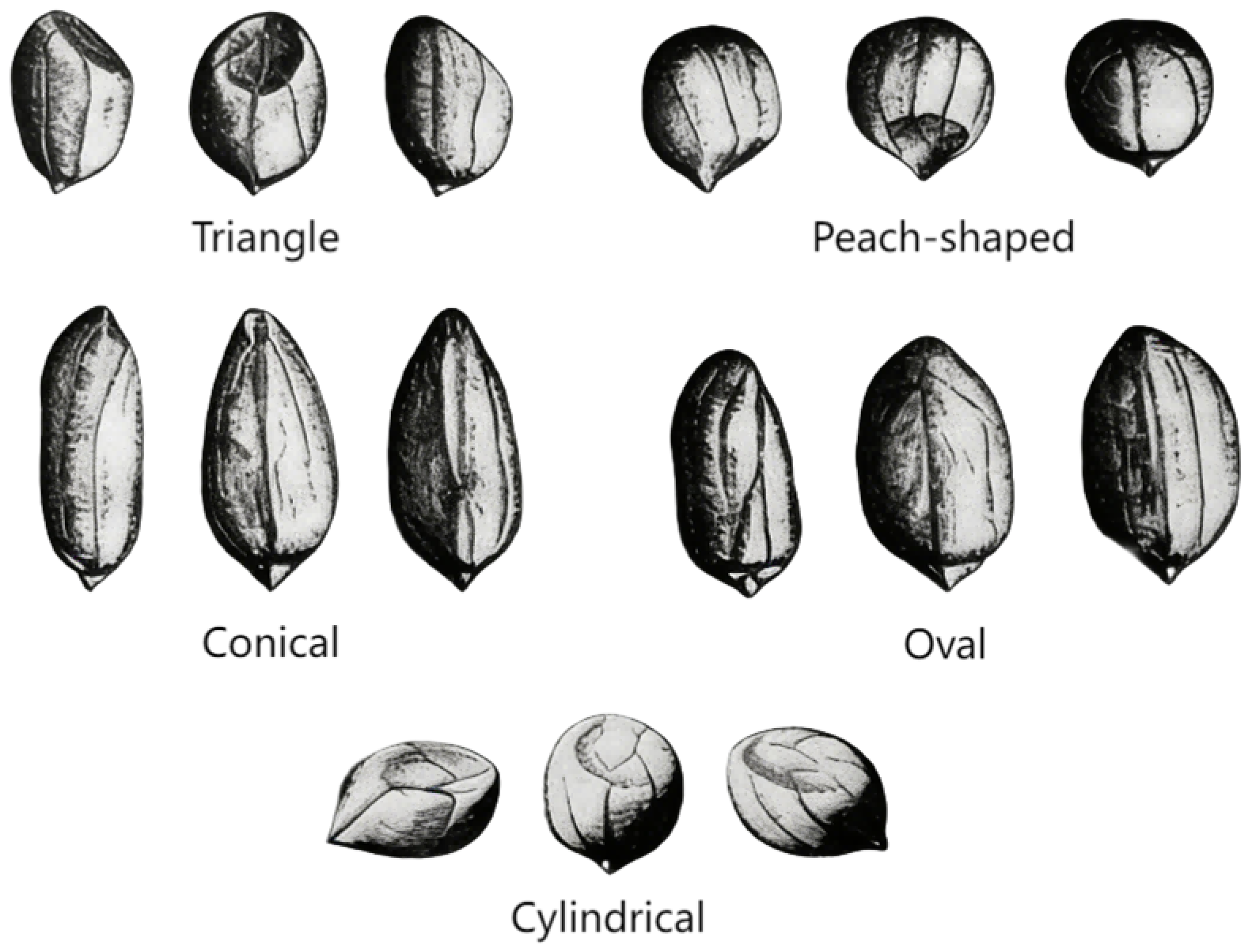 Current Development Status of Peanut Seed Metering Devices