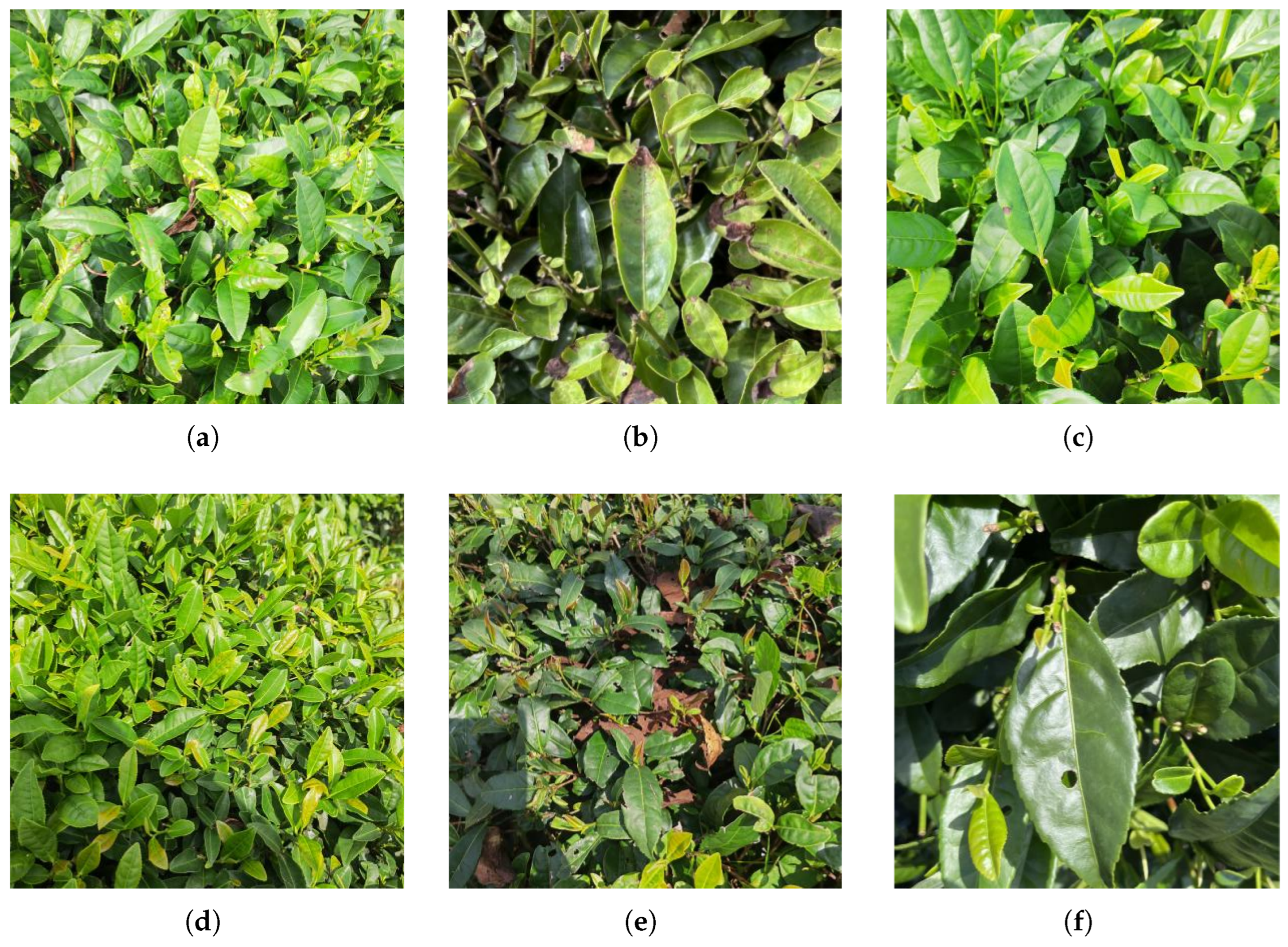 Tea Disease and Pest Identification in Complex Scenarios Based on ...
