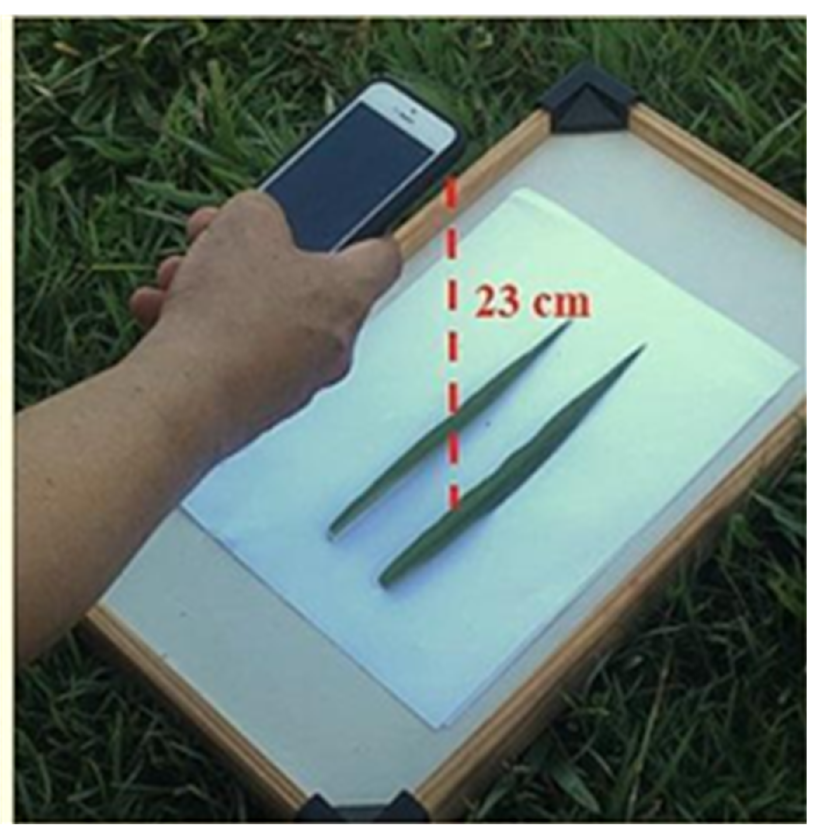 Leaf Image Segmentation in Urochloa Pastures: A Comparative Analysis of ...