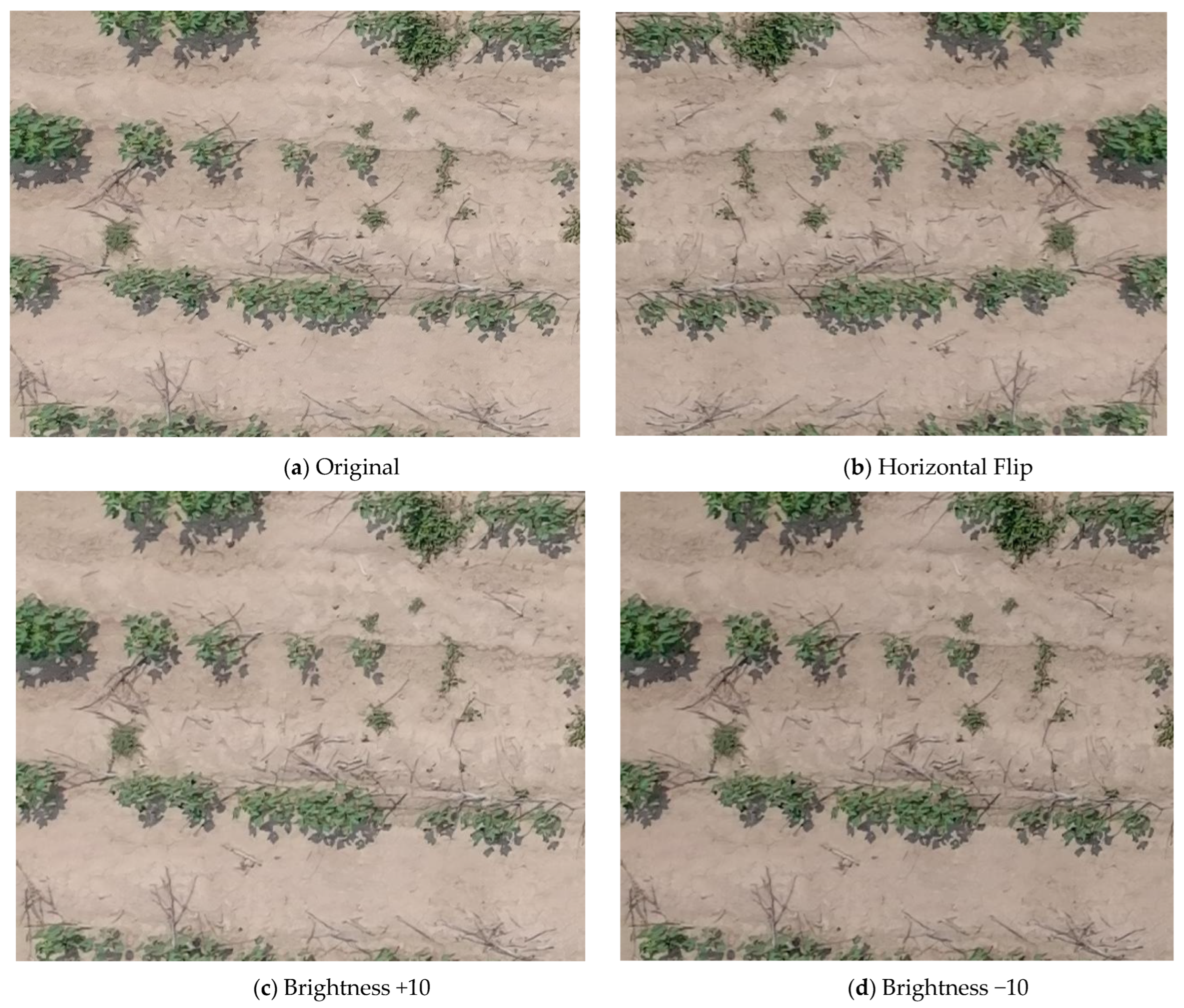 CB-YOLOv7: A Modified YOLOv7 Approach for Accurate Weed Detection in ...