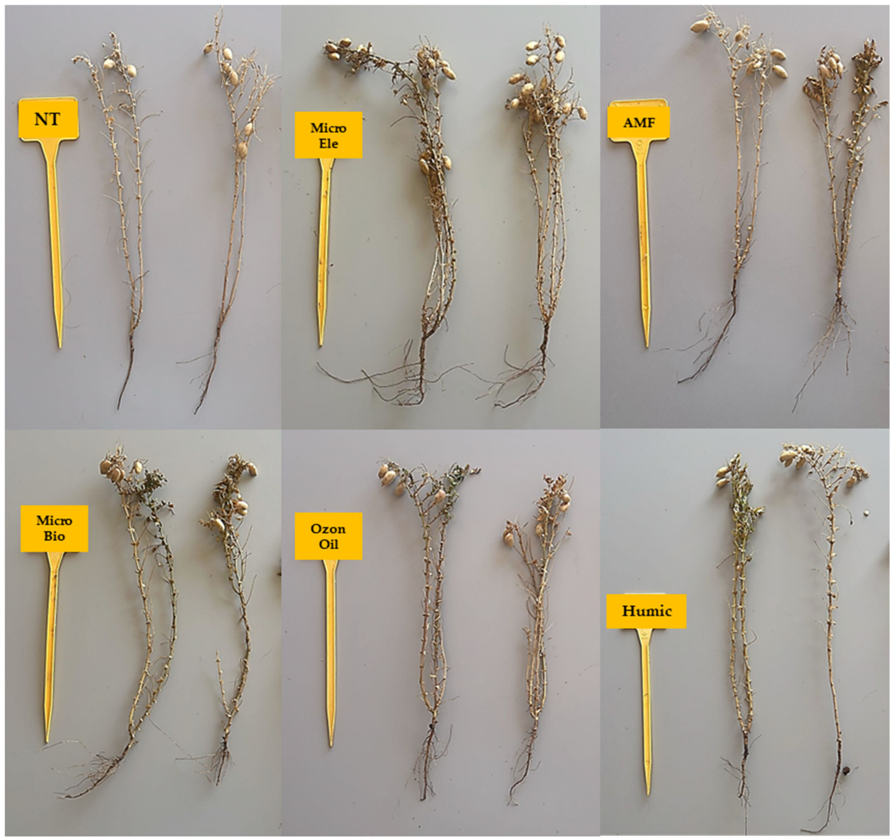 Effects of Microbial and Non-Microbial Biostimulants on Chickpea Growth ...