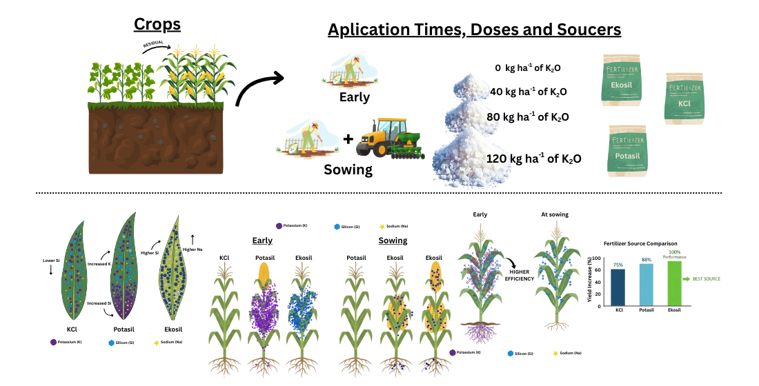 Agronomic Efficiency of Alternative Potassium Sources, Rates, and ...