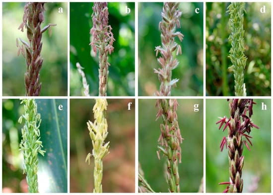 Agronomy Free Full Text Corn Tassel A New Source Of Phytochemicals And Antioxidant