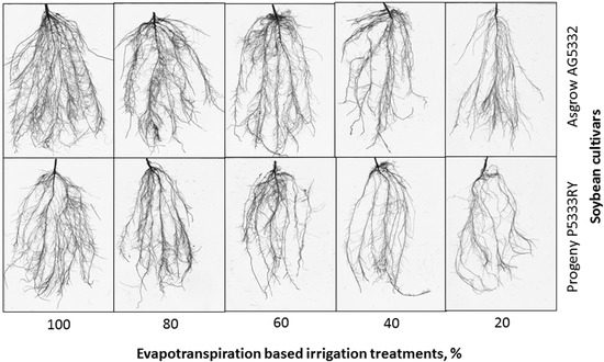 Agronomy | Free Full-Text | Water Deficit Effects on Soybean Root ...
