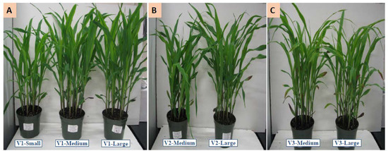 Size Variability in Seed Lot Impact Seed Nutritional Balance, Seedling ...