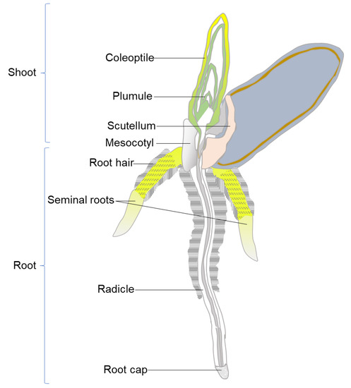 Agronomy | Free Full-Text | Variation Analysis of Root System ...