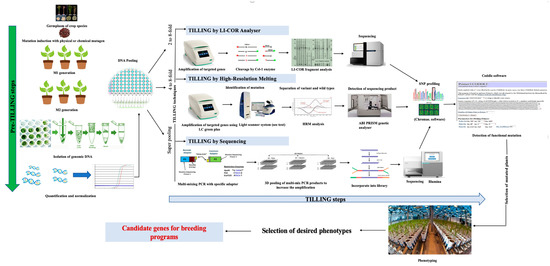 TILLING in Cereal Crops for Allele Expansion and Mutation Detection by ...