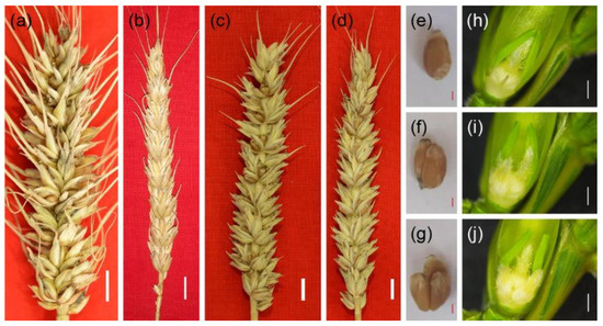 Comparative Metabolomic Analysis of Multi-Ovary Wheat under ...