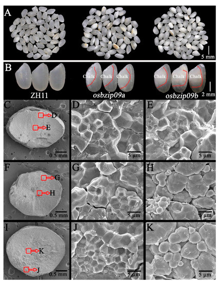 Grain Quality and Starch Physicochemical Properties of Chalky Rice Mutant