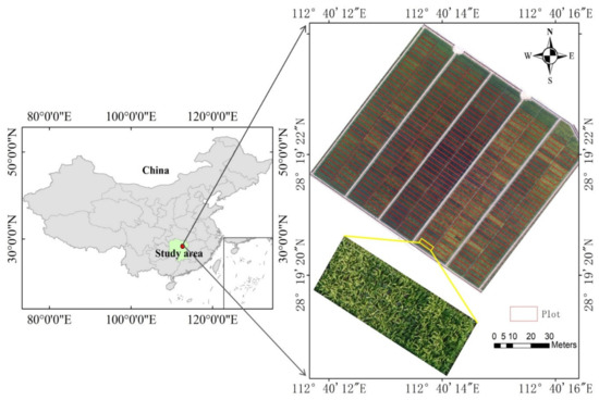 Grain Yield Estimation in Rice Breeding Using Phenological Data and ...