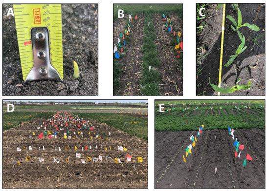 Seed Size, Planting Depth, and a Perennial Groundcover System Effect on ...